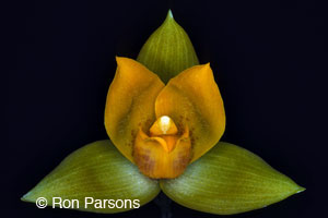 Lycaste species